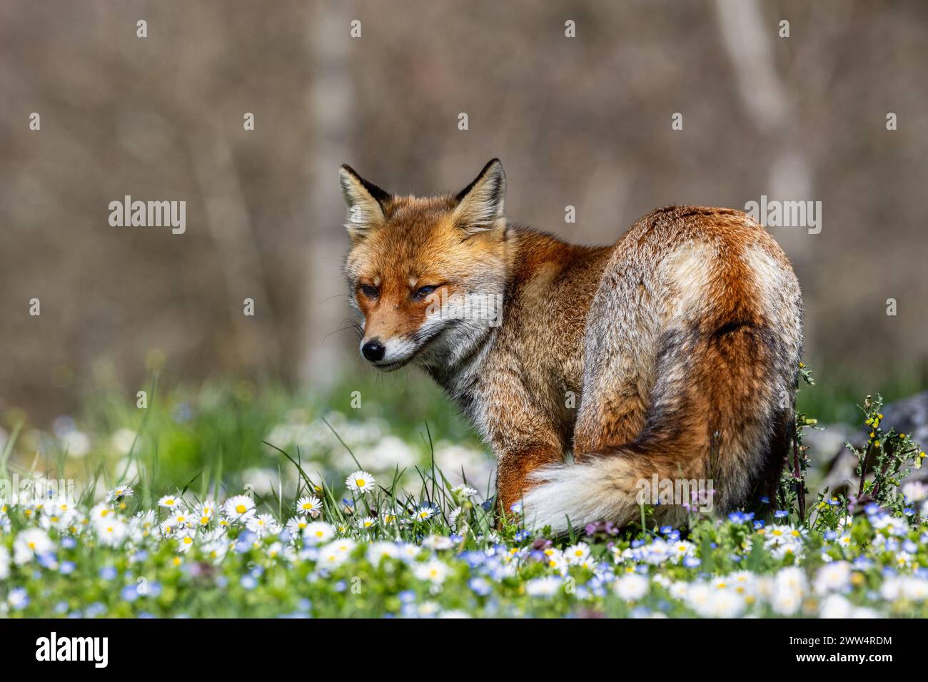 Red fox in spring flowers Stock Photo - Alamy