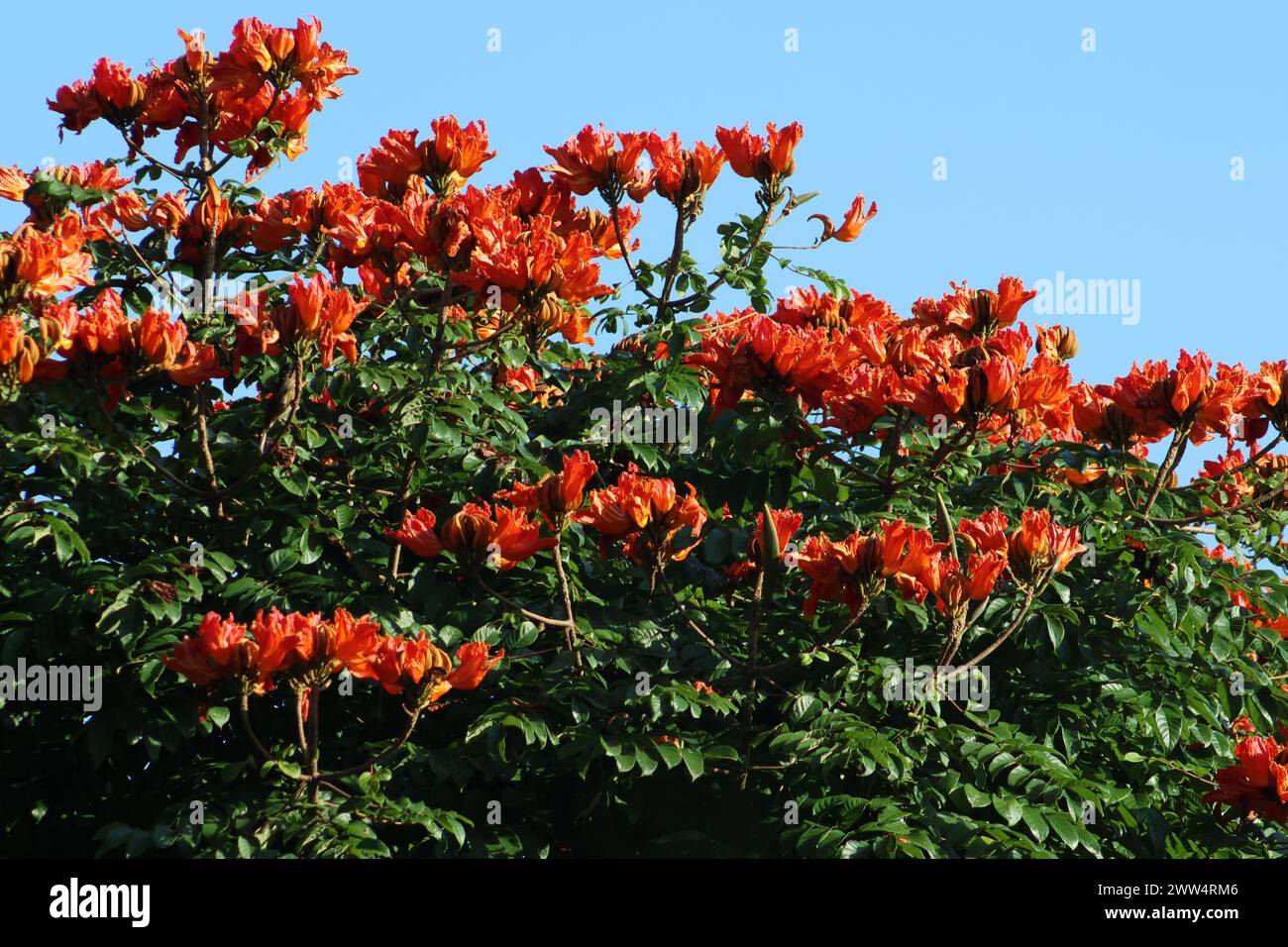 A Nandi tree, tulip tree, flame tree. Large orange flowers on this ...