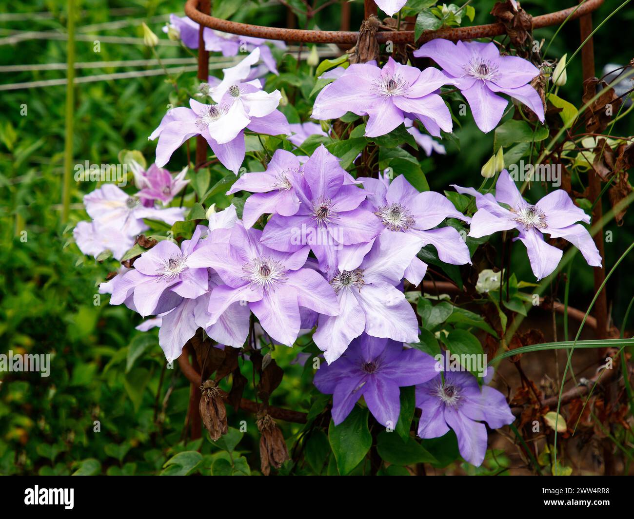 Closeup of the lilac blue flowers of the perennial garden climbing ...