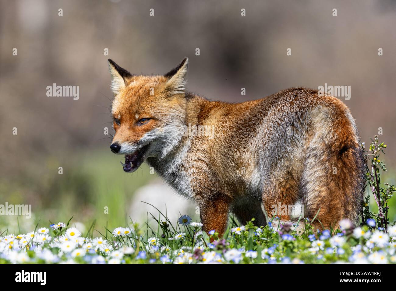 Red fox in spring flowers Stock Photo - Alamy