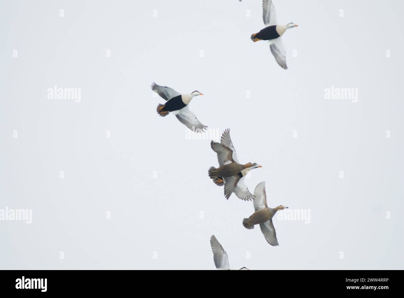 King eider Somateria spectabilis and Common eider Somateria mollissima ...