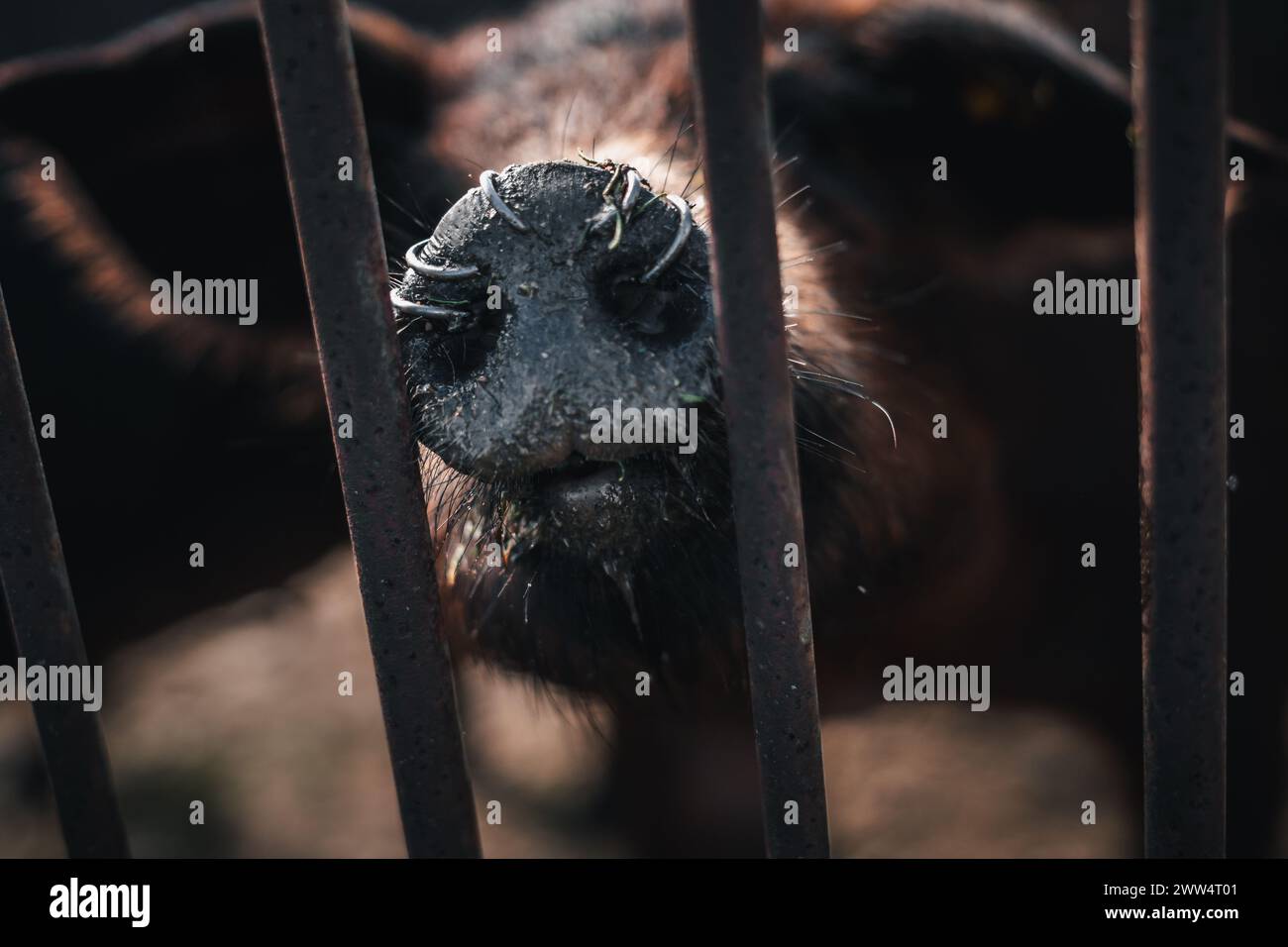 Llama with pigs as background hi-res stock photography and images - Alamy