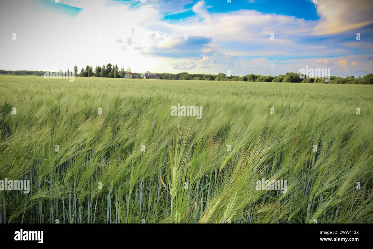 wheat crops blossoming and standing on green grasses plants in ...