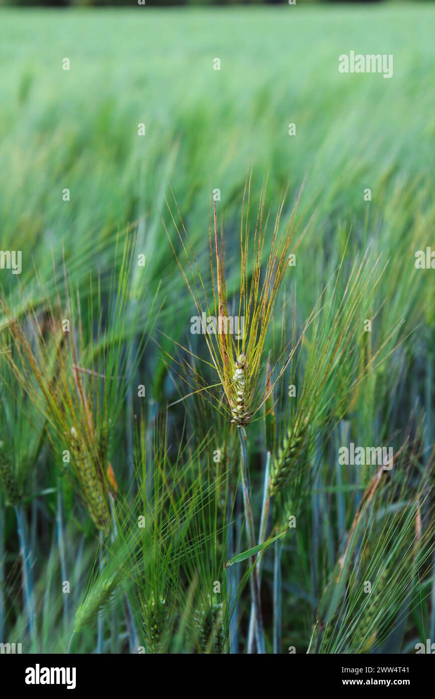 wheat crops blossoming and standing on green grasses plants in ...