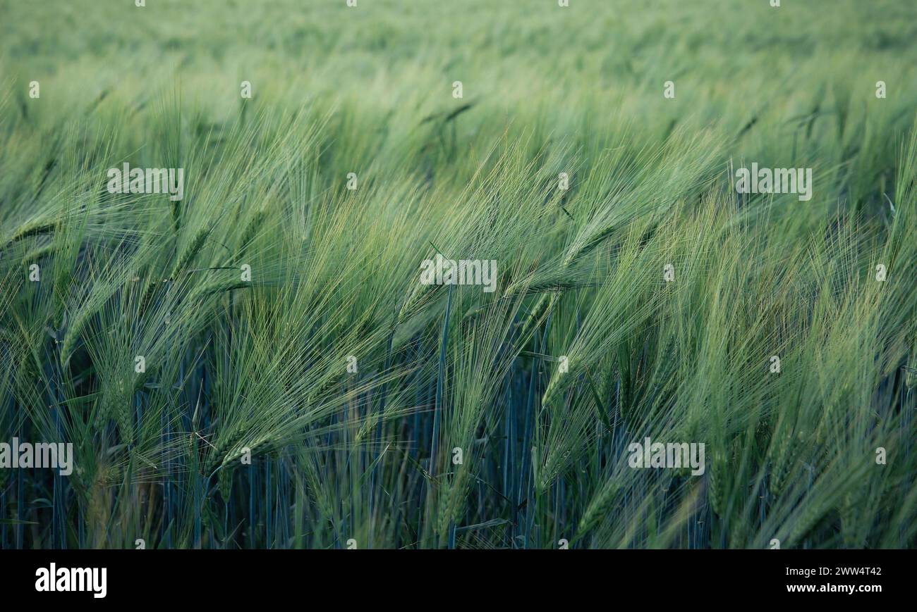wheat crops blossoming and standing on green grasses plants in ...