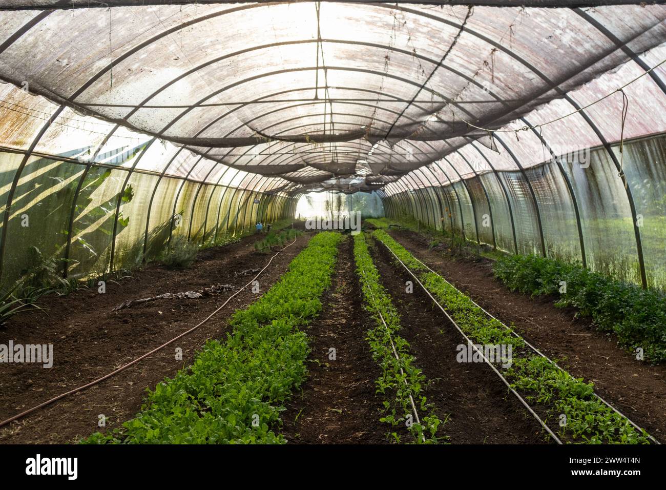 The inside of a horticultural polytunnel growing salads, lettuce and ...