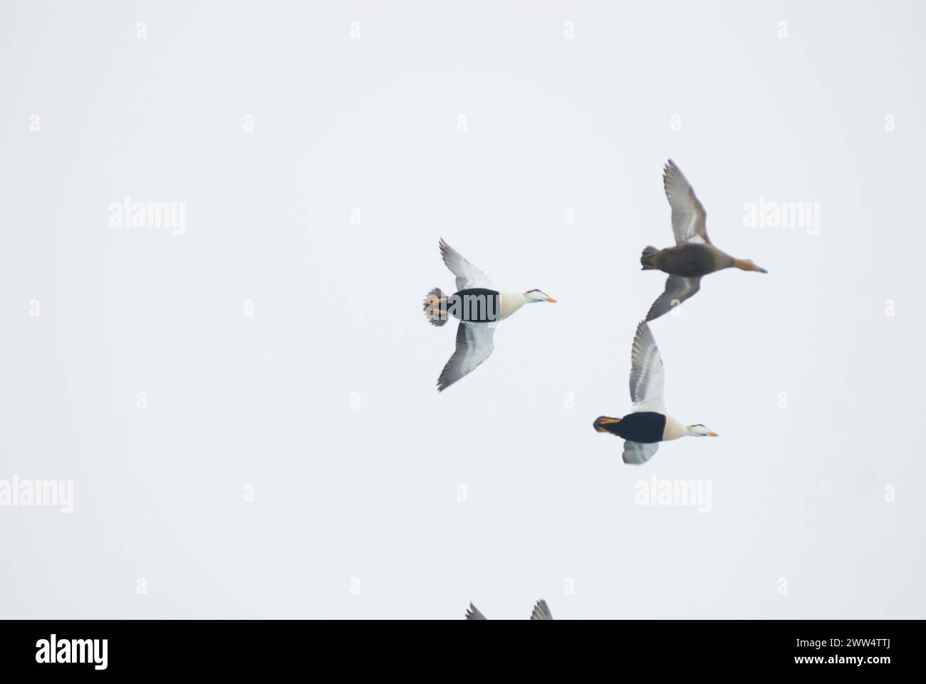King eider Somateria spectabilis and Common eider Somateria mollissima ...