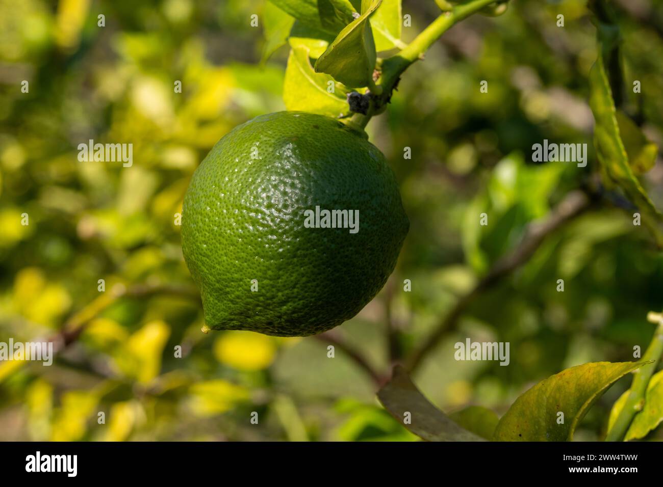 A lime on a lime tree in the Caribbean Stock Photo - Alamy