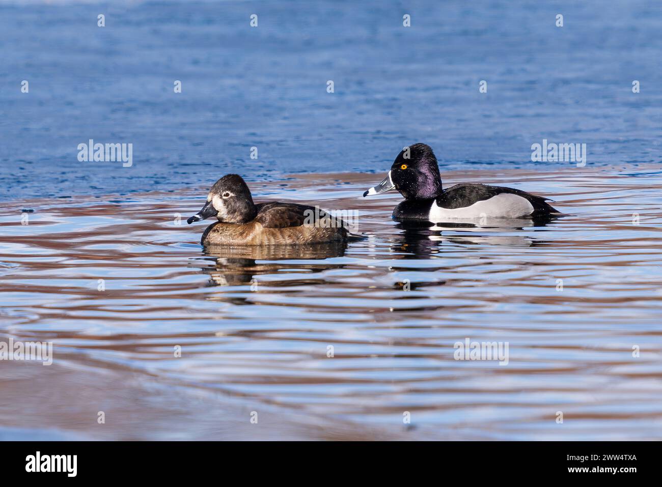 A pair of Ring-necked ducks, a male and a female, swimming together in ...