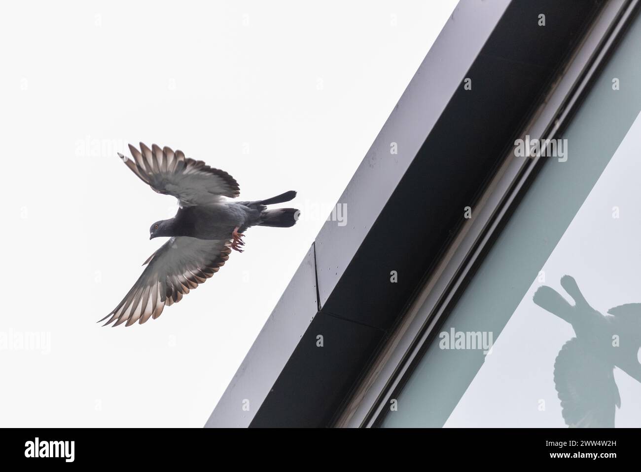 Pigeon In Flight Stock Photo - Alamy