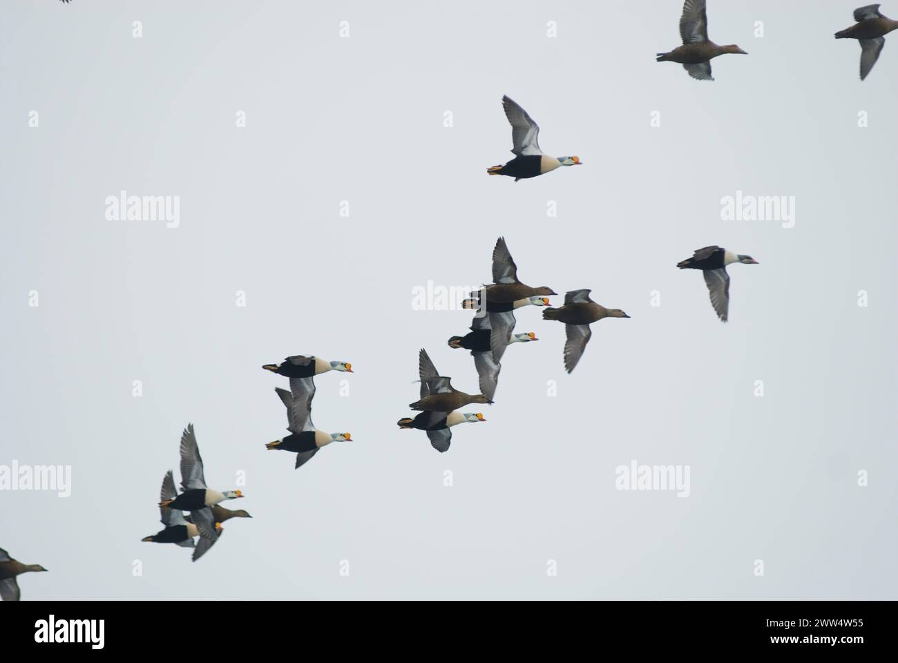 King eider Somateria spectabilis and Common eider Somateria mollissima ...