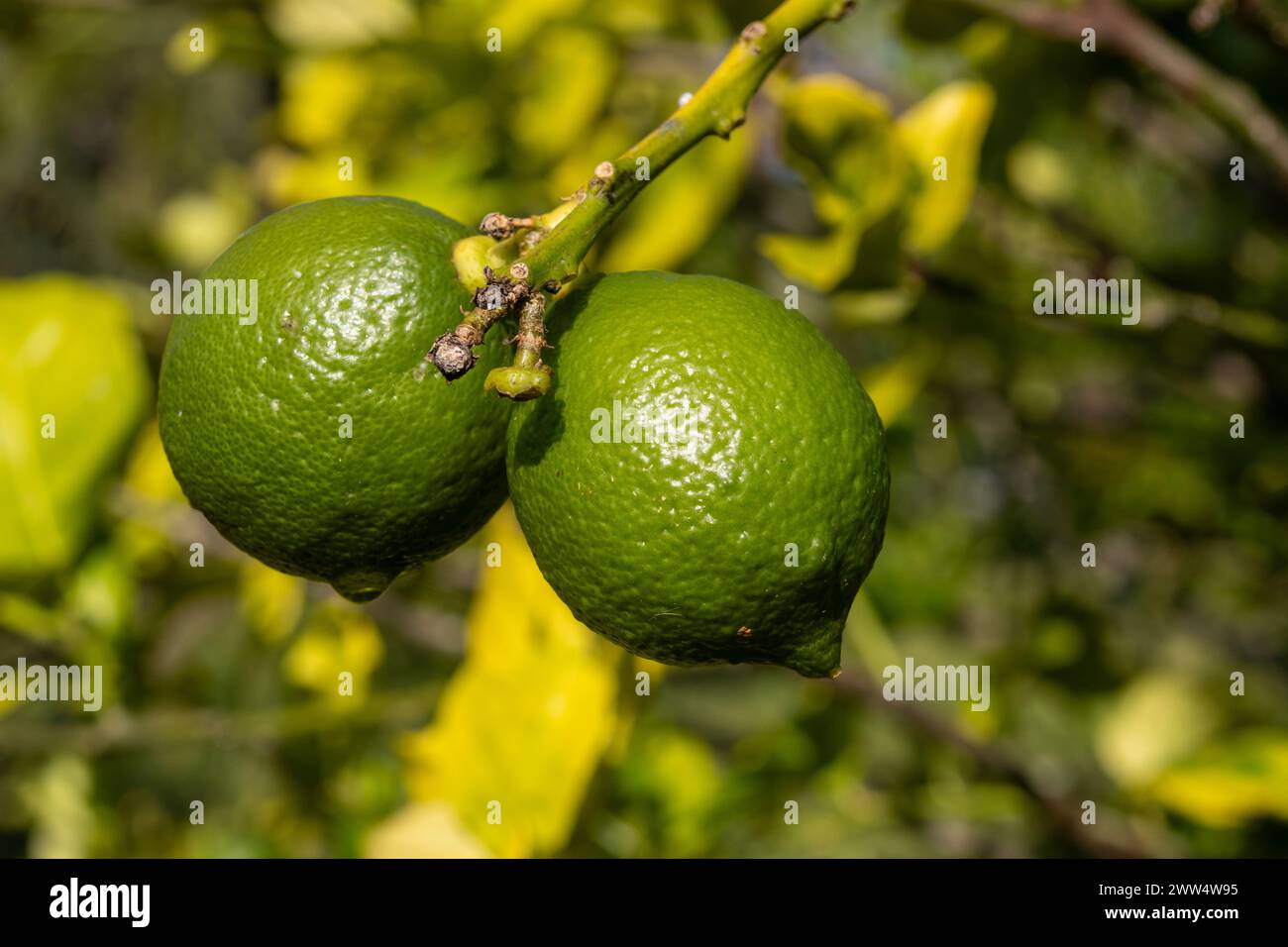 Limes growing on a tree hi-res stock photography and images - Alamy