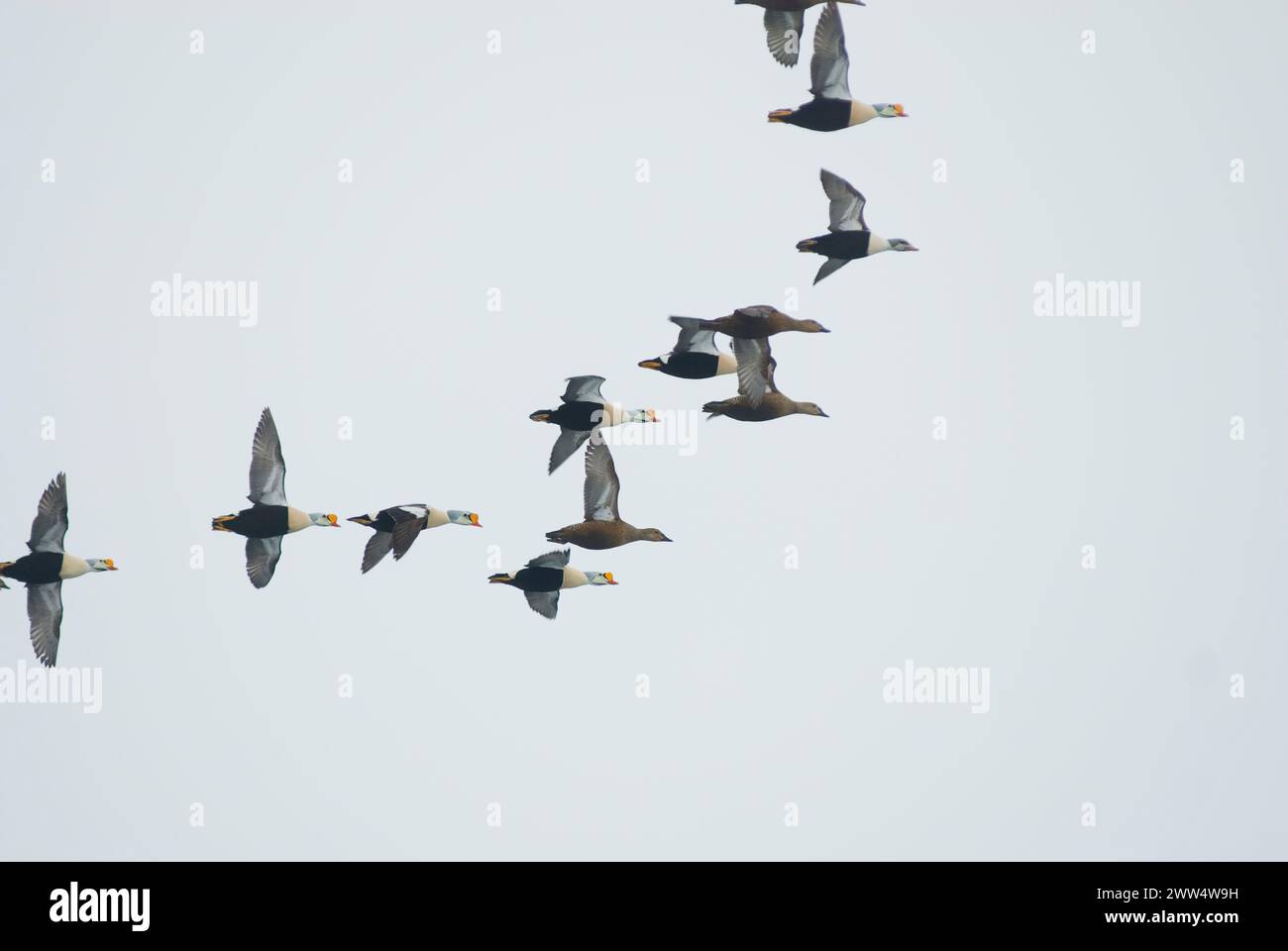 King eider Somateria spectabilis and Common eider Somateria mollissima ...