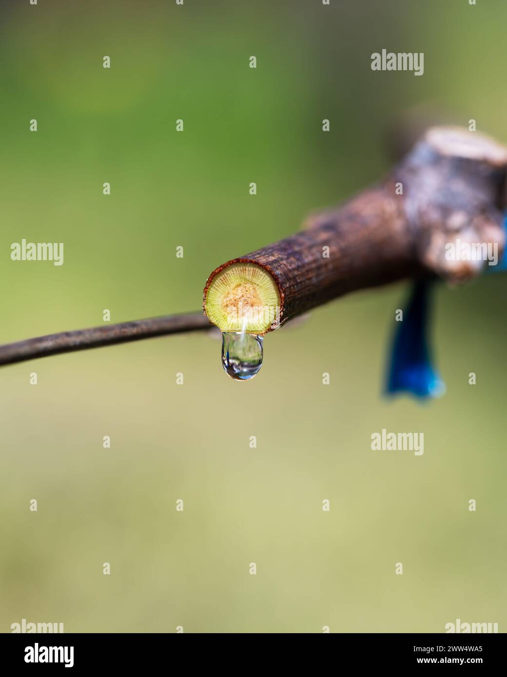 Cry of the vine hi-res stock photography and images - Alamy