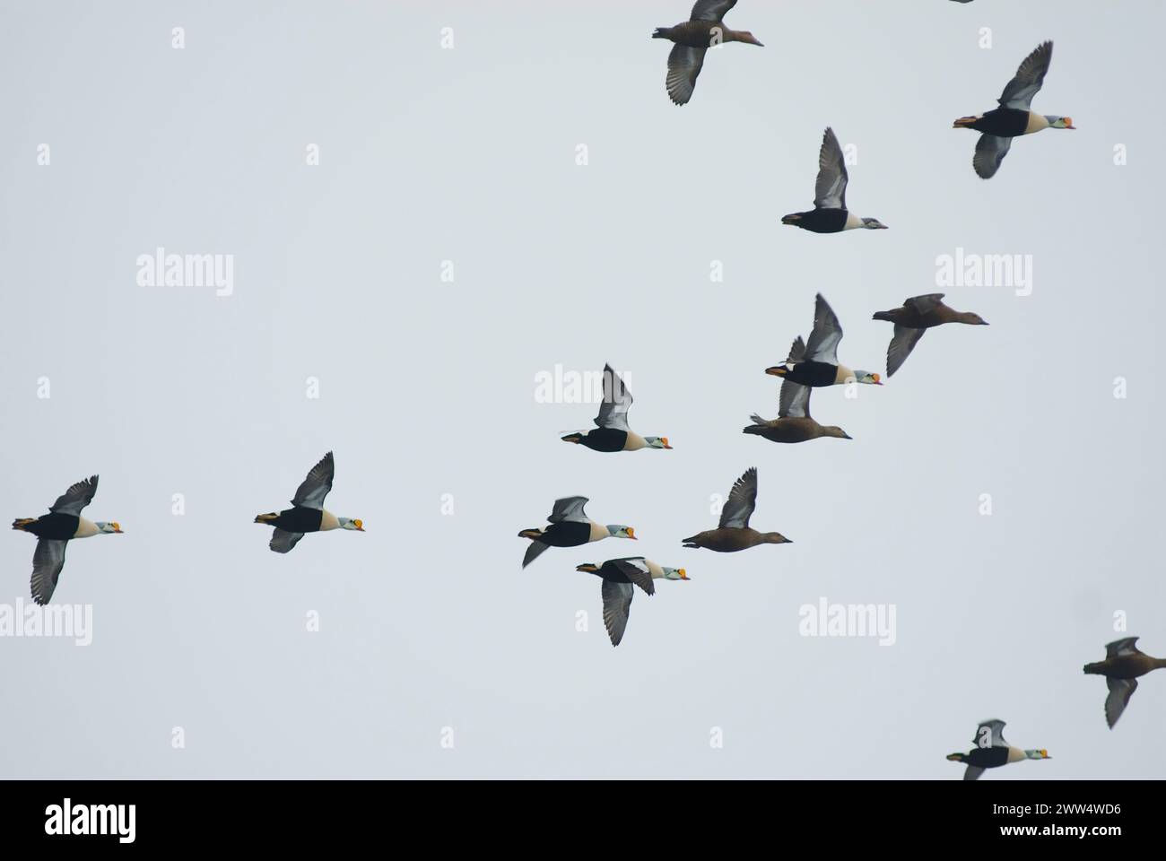 King eider Somateria spectabilis and Common eider Somateria mollissima ...