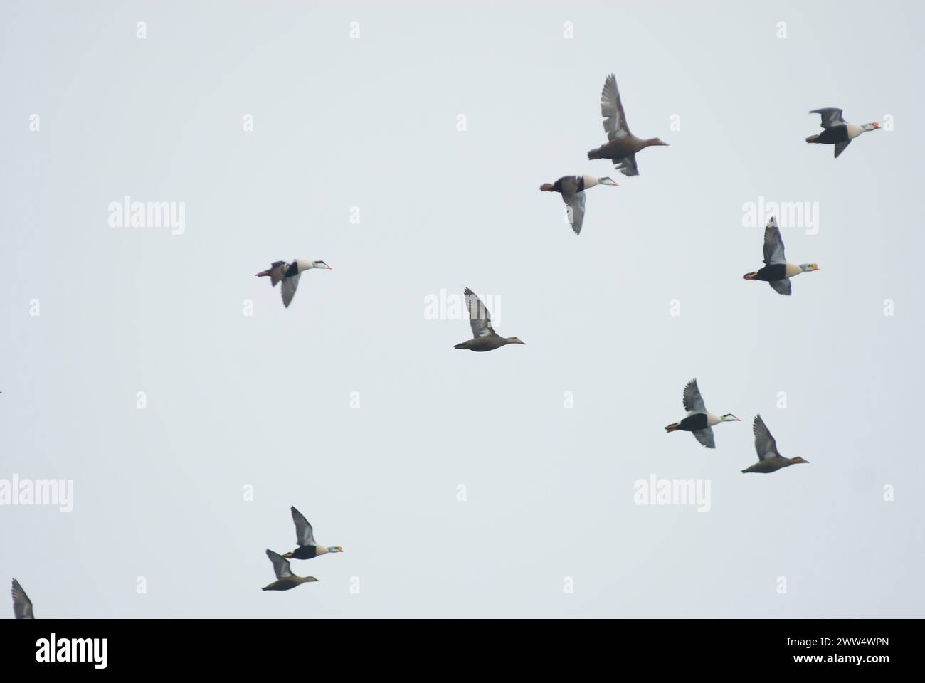 King eider Somateria spectabilis and Common eider Somateria mollissima ...