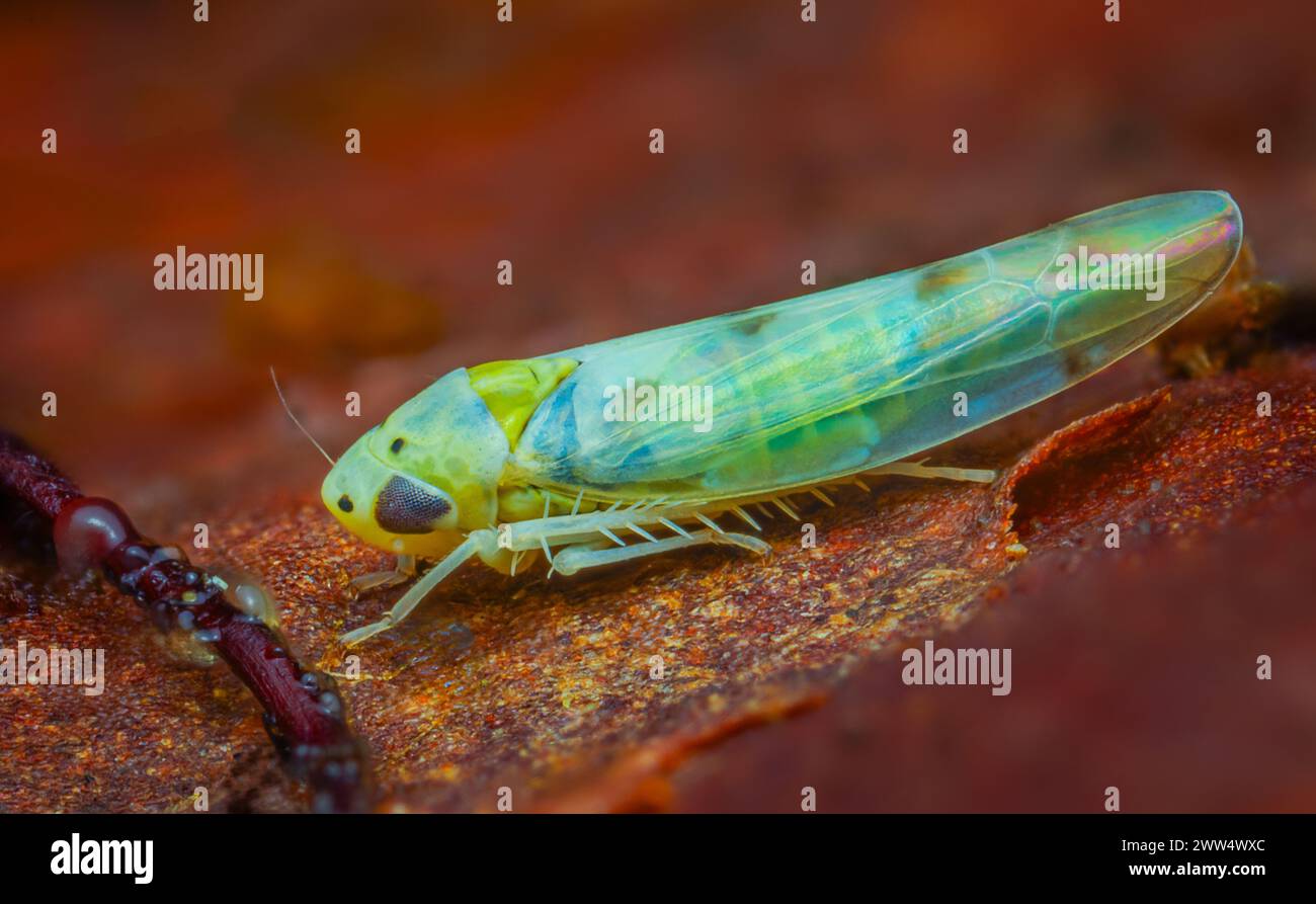 Green Leafhopper known as hoppers are plant feeders that suck plant sap ...