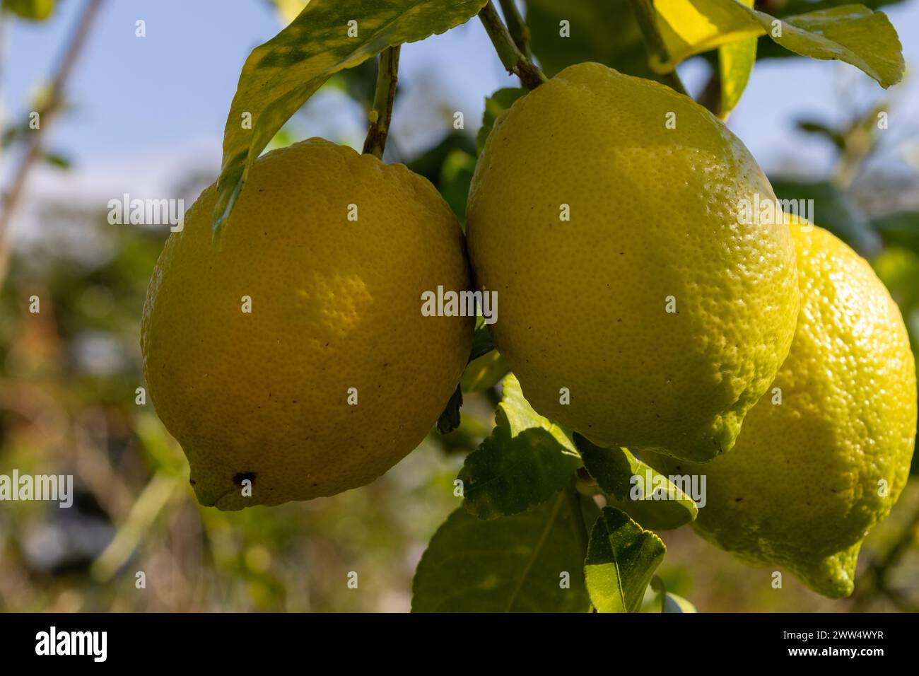 Three ripe lemons on a lemon tree in the Caribbean Stock Photo - Alamy