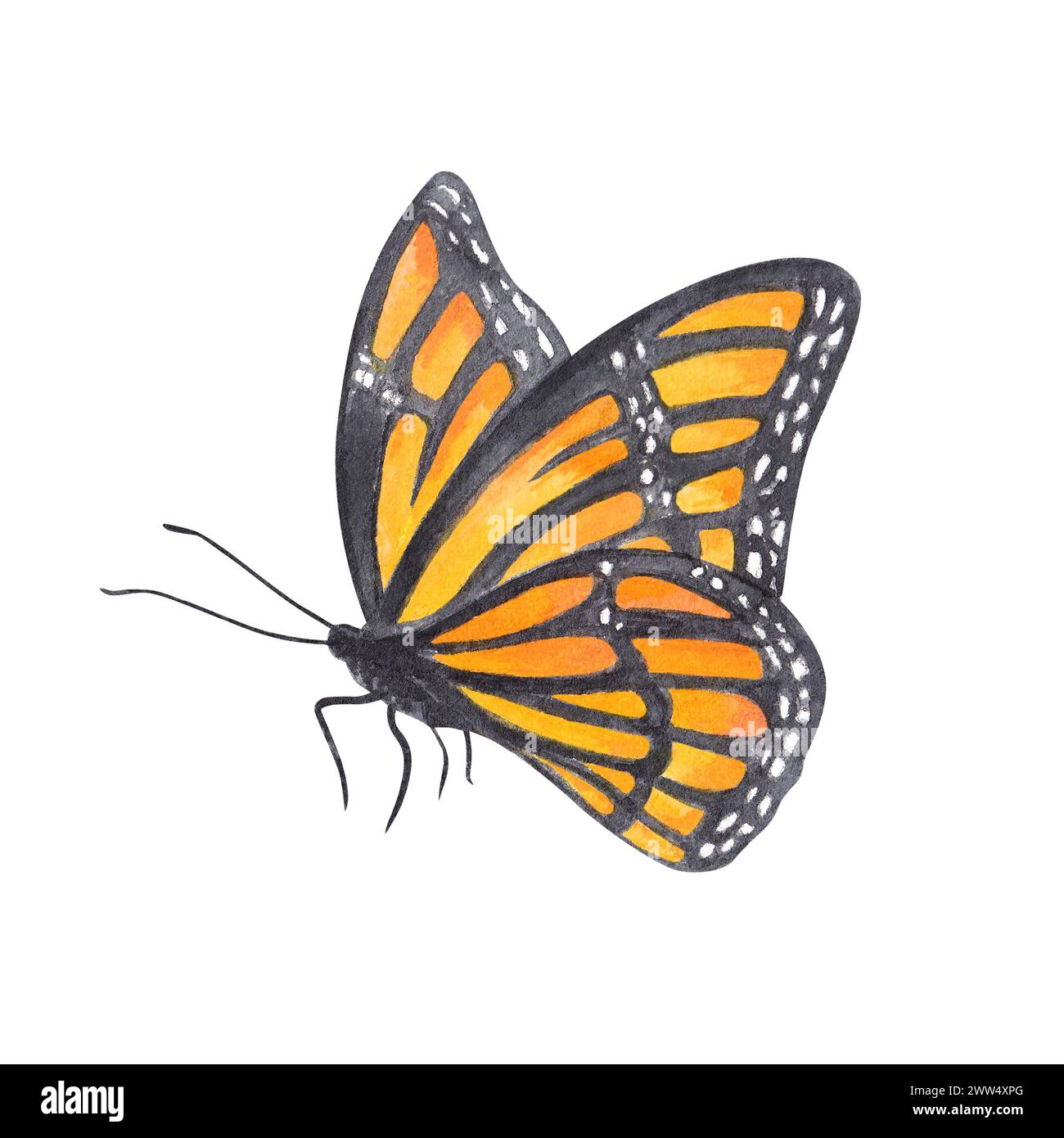 Monarch Caterpillar Clip Art