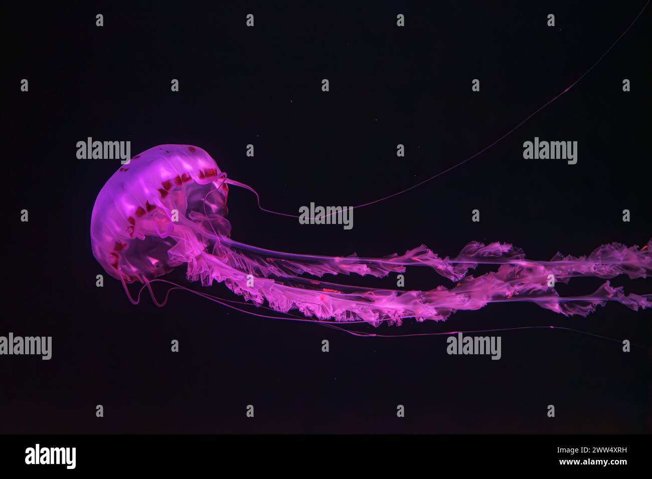 Purple-striped Jellyfish, Chrysaora colorata swimming in dark water of ...