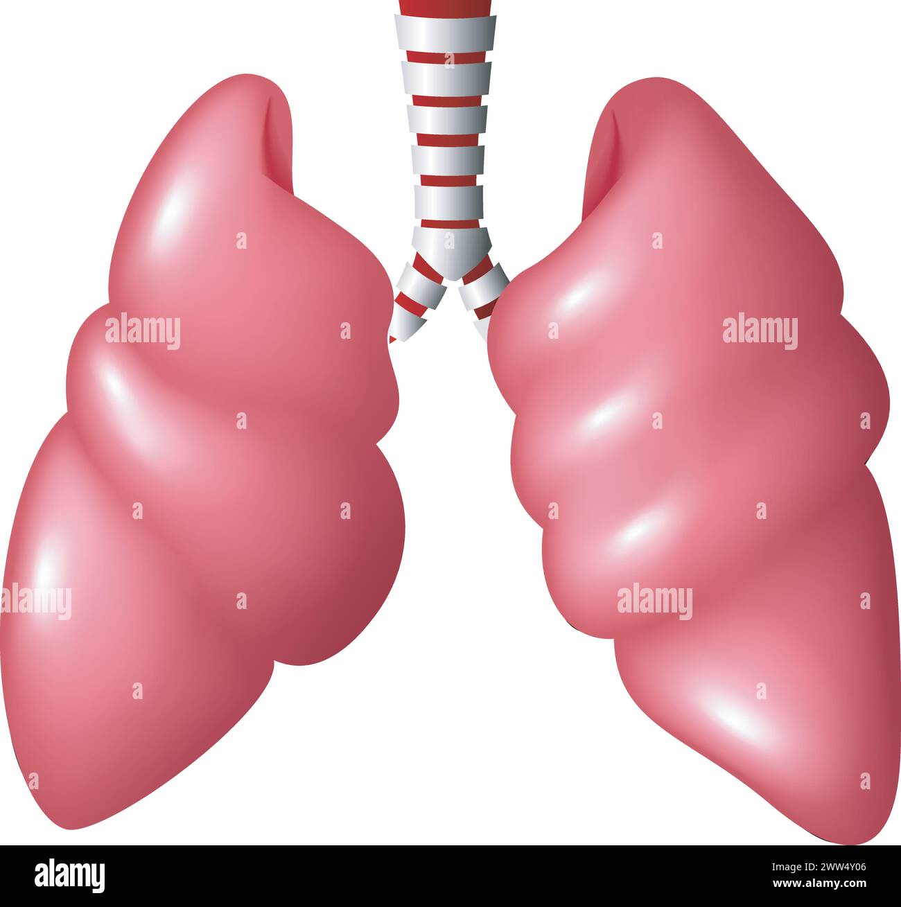 Human respiratory clipart Stock Vector Images - Alamy