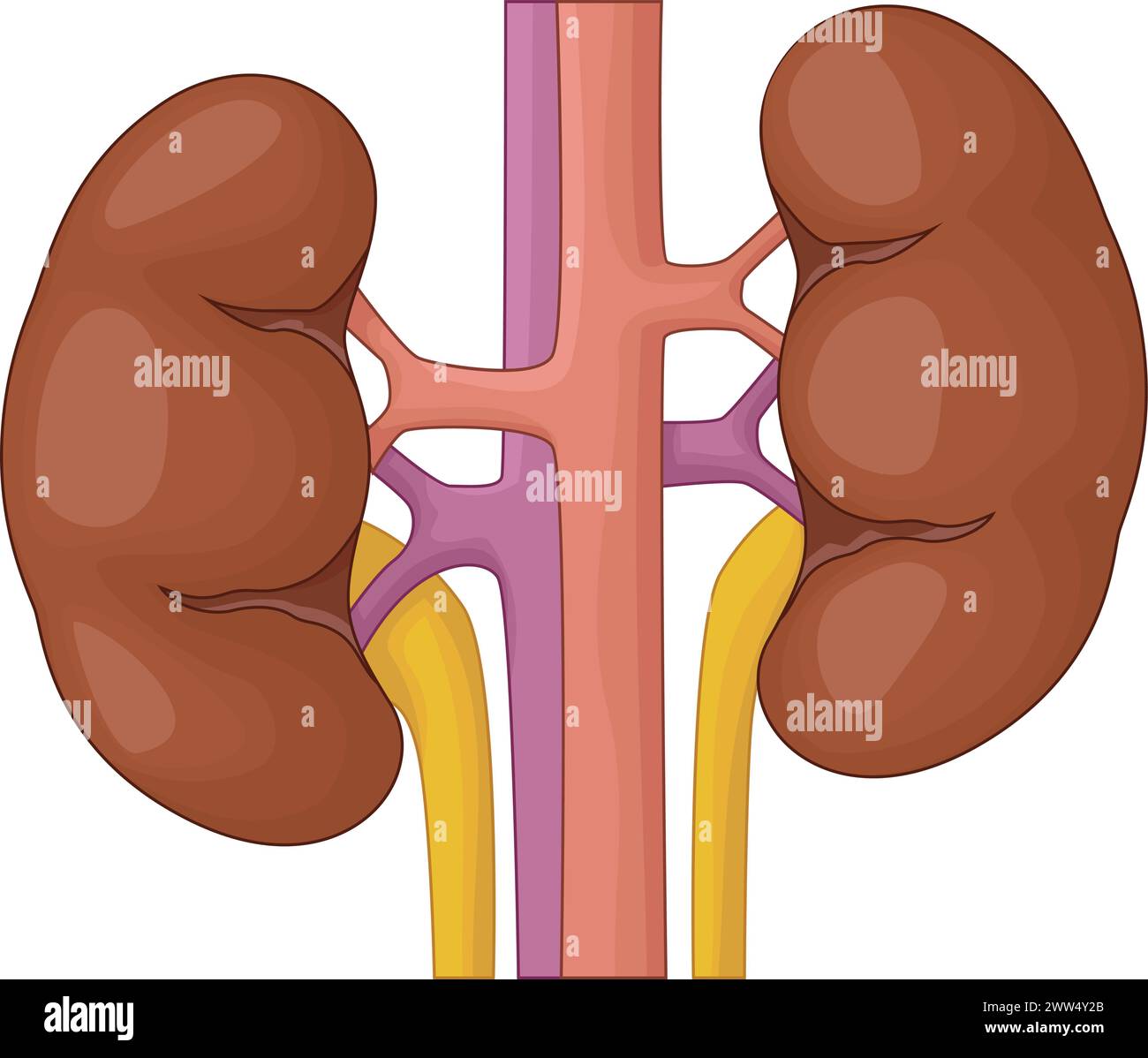 Human Kidney Cartoon, Vector Illustration Stock Vector Image & Art - Alamy