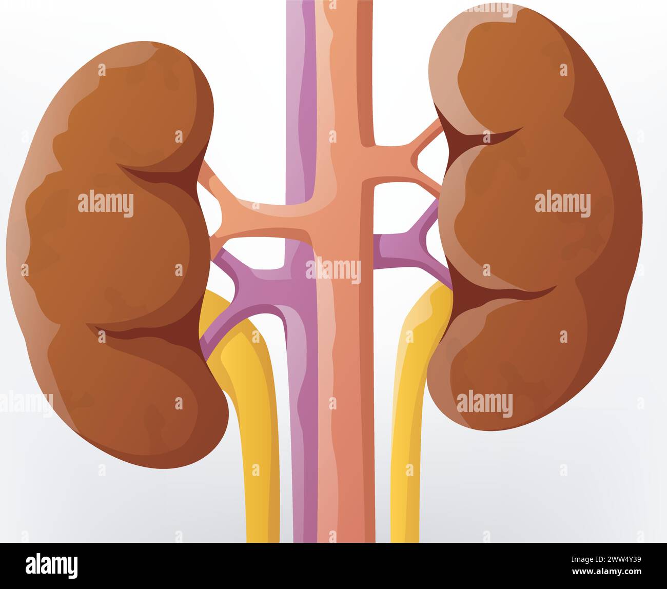 Human Kidney Cartoon Illustration, Vector Illustration Stock Vector ...
