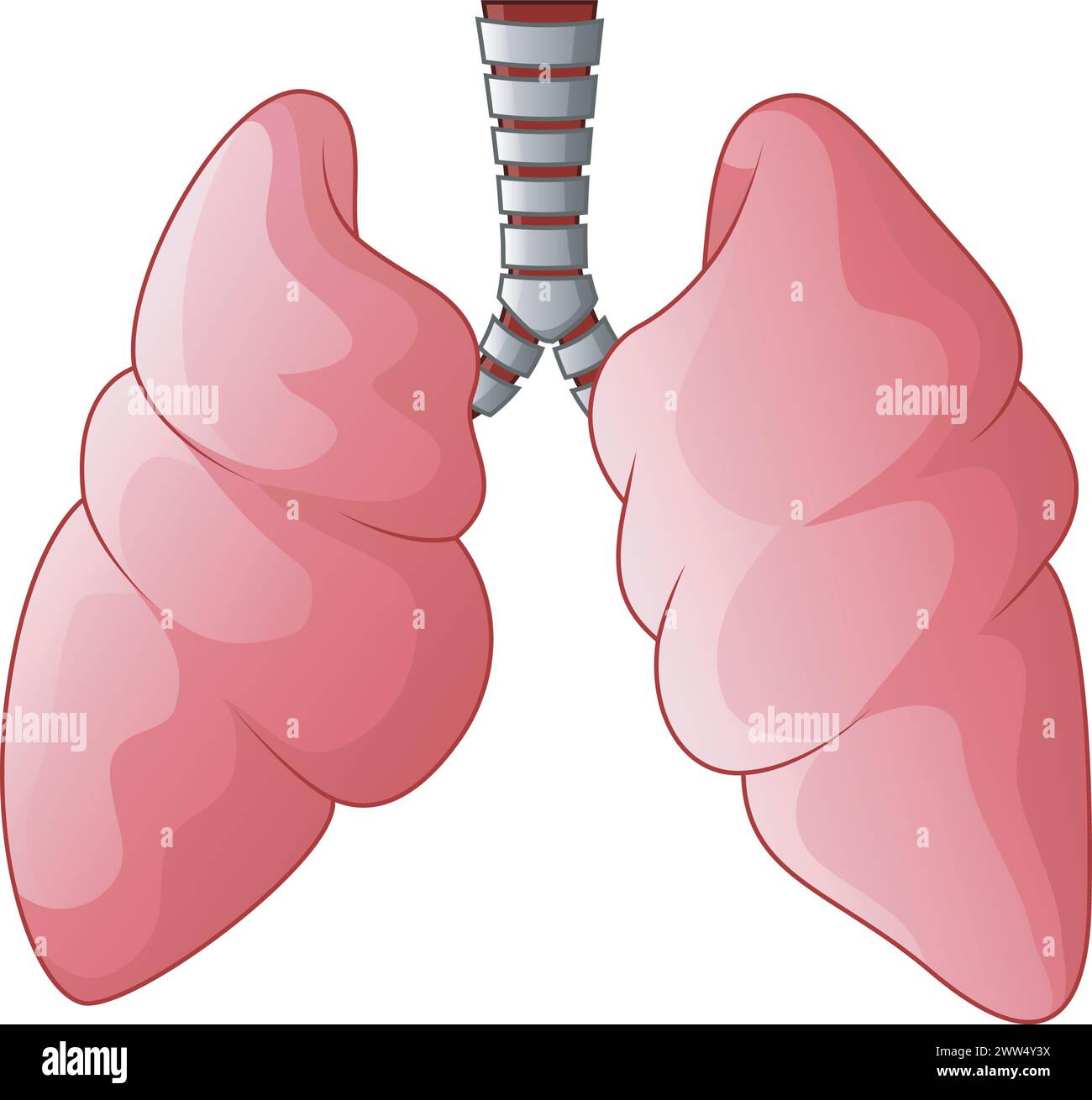 Human Lungs Respiratory Cartoon, Vector Illustration Stock Vector Image ...