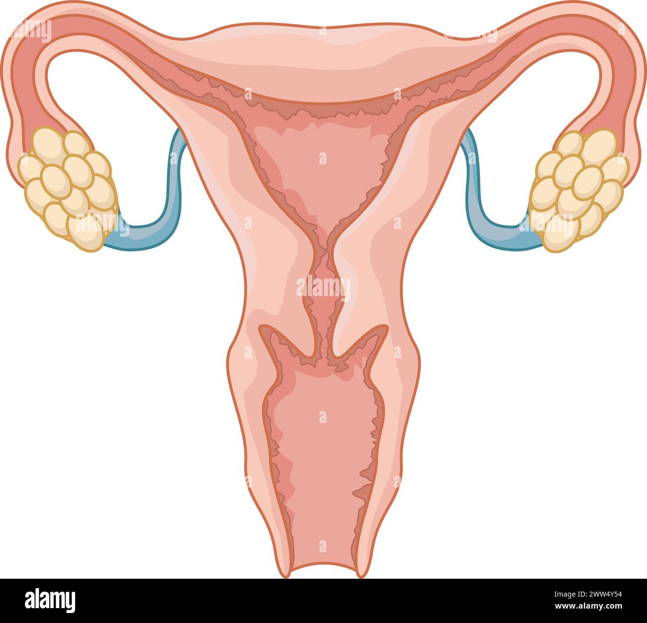 The Female Reproductive System Stock Vector Female Reproductive System