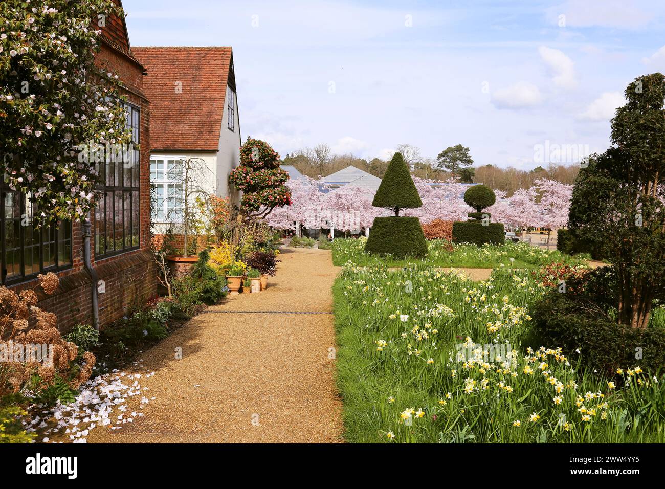 Daffodils, Old Laboratory, RHS Garden Wisley, Woking, Surrey, England ...