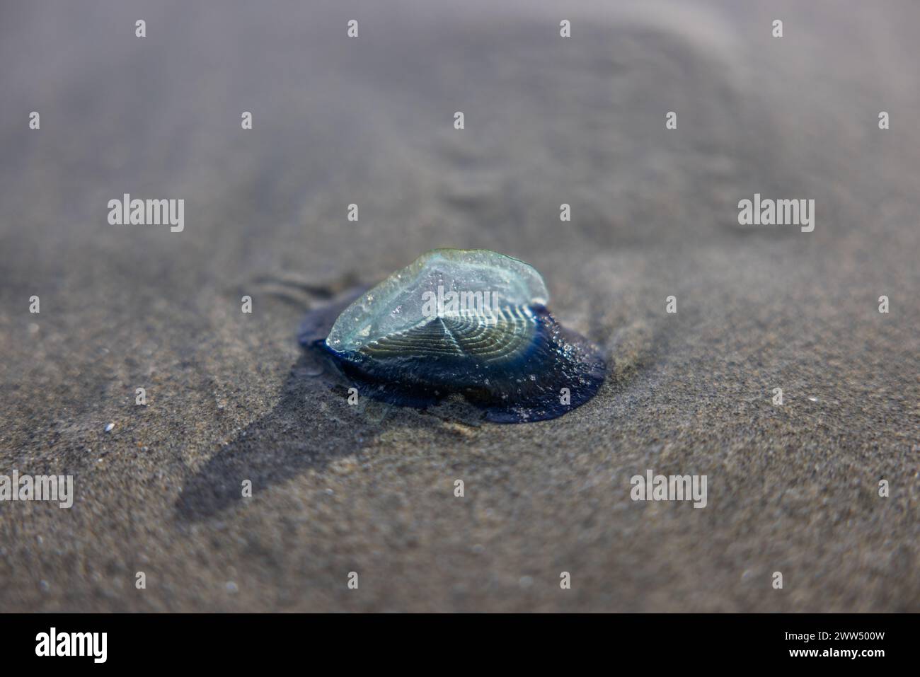 Velella velella hi-res stock photography and images - Alamy