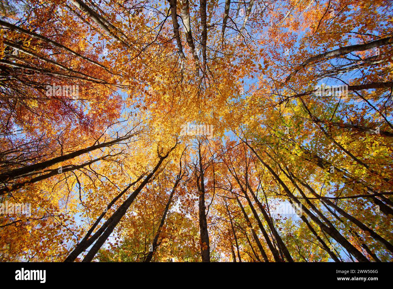 Autumn leaves on a tree in nature. Fall. Beautiful colors of the season ...
