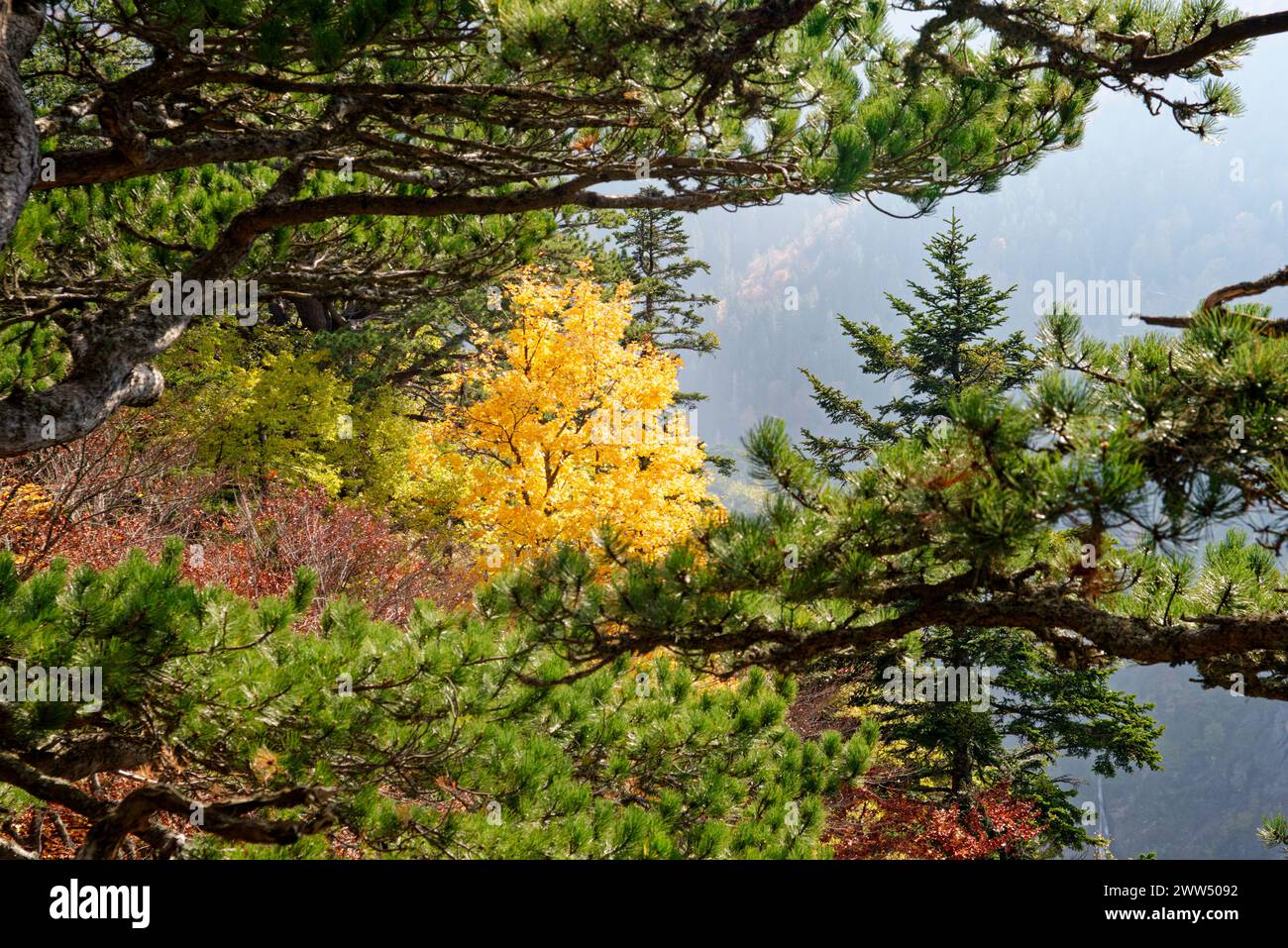Autumn leaves on a tree in nature. Fall. Beautiful colors of the season ...