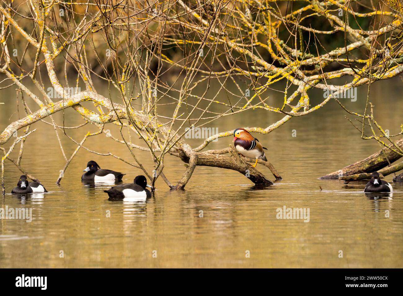 Male mandarin duck (Aix galericulata) with male tufted ducks (Aythya ...