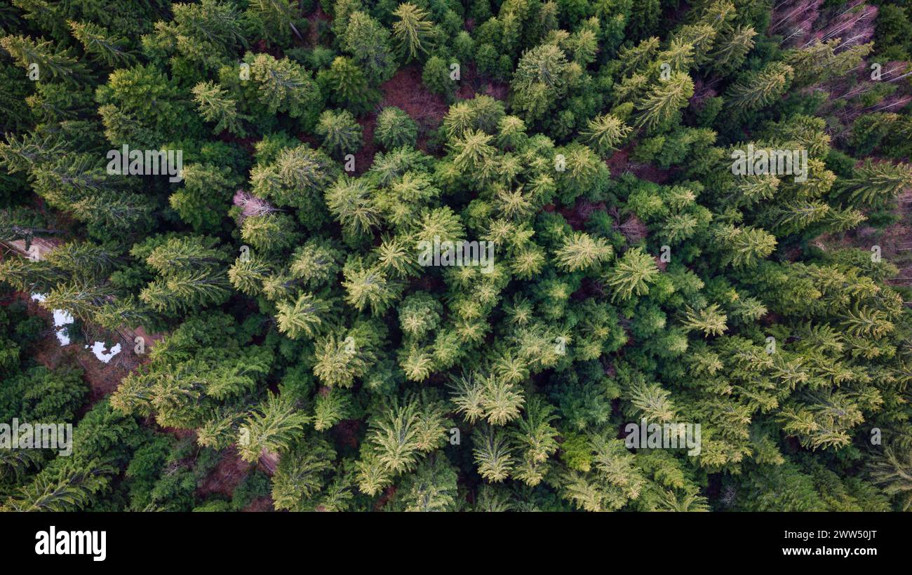 Aerial view of pine trees hi-res stock photography and images - Alamy