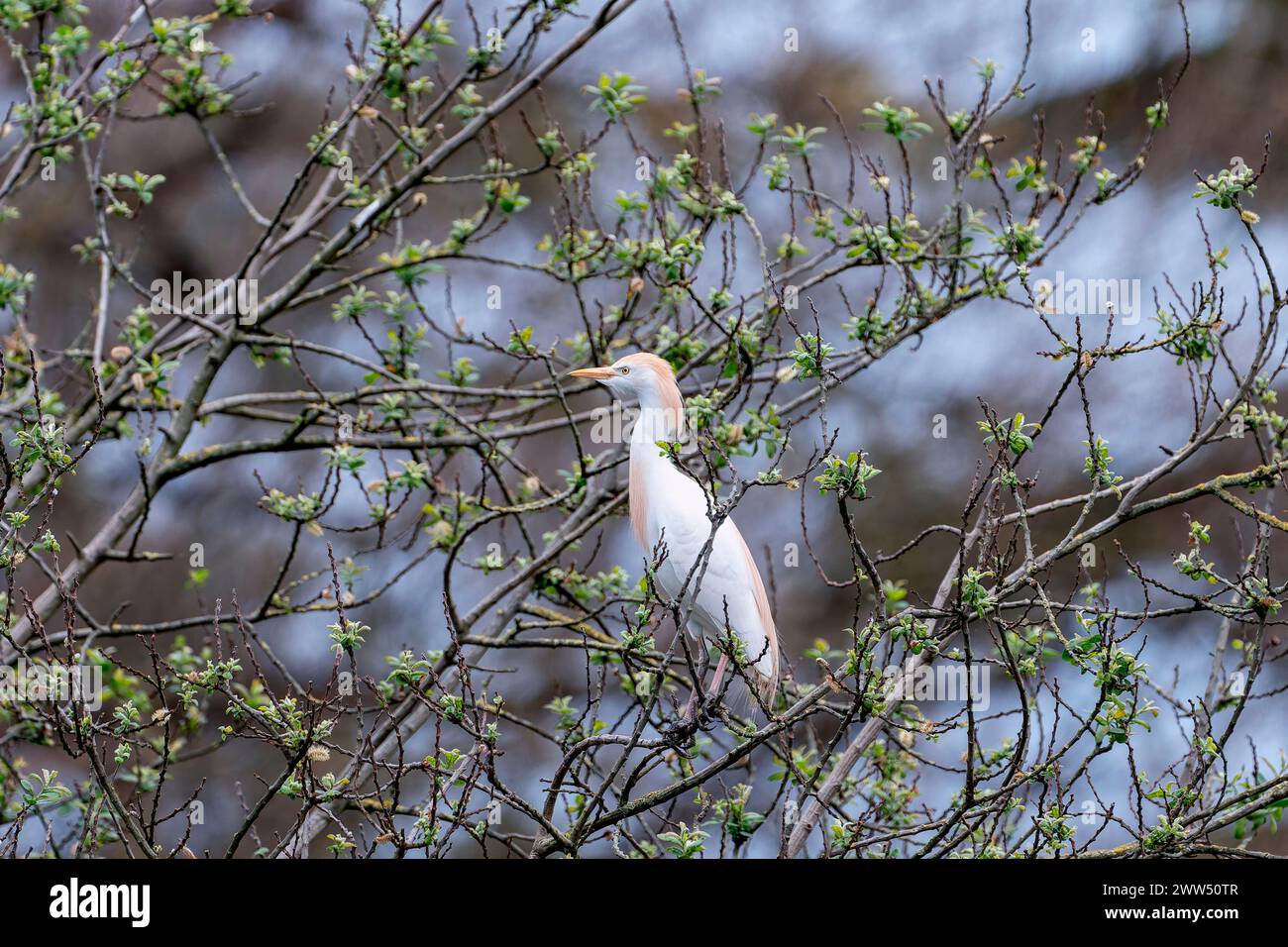 Cattle egret perched in a tree among the branches Stock Photo - Alamy
