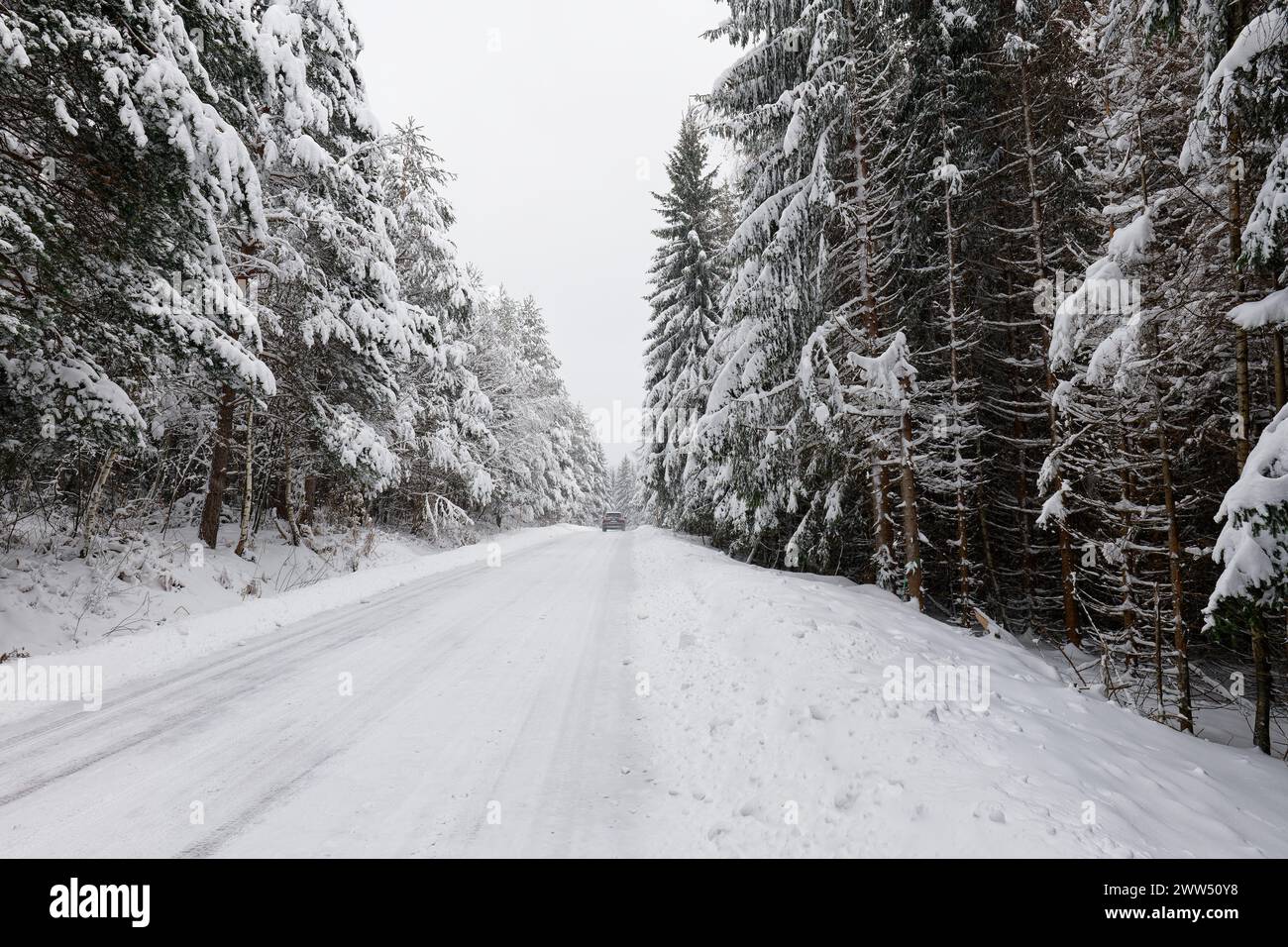 Driving in the winter. Forest and trees full of snow. Careful driving ...