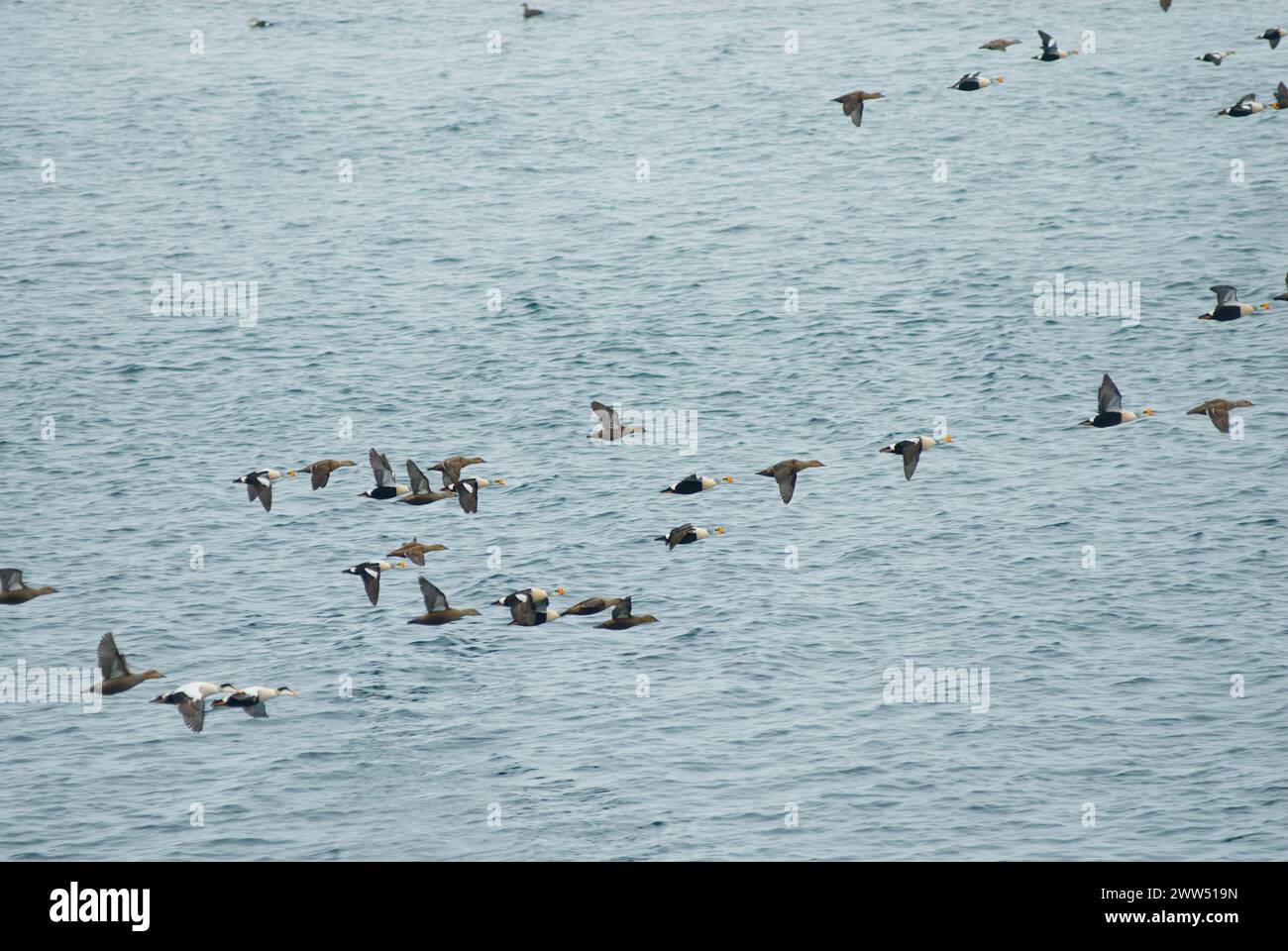 King eider Somateria spectabilis and Common eider Somateria mollissima ...