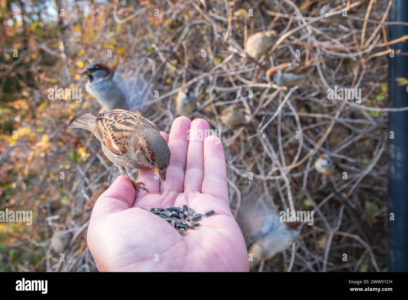 Sparrow eats seeds from a man's hand. A Sparrow bird sitting on the ...