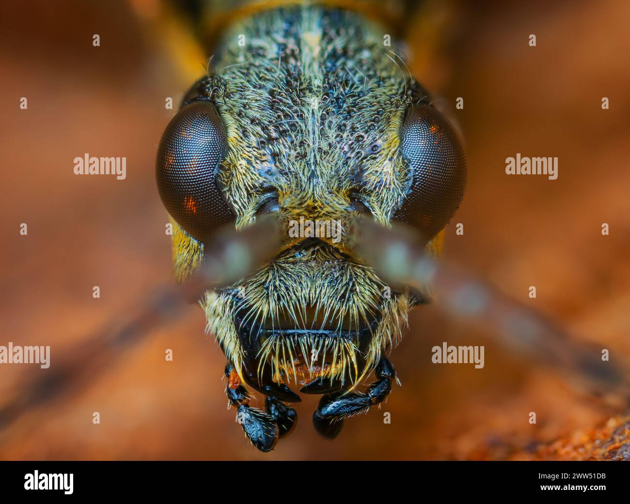 Long horned beetle sitting hi-res stock photography and images - Alamy