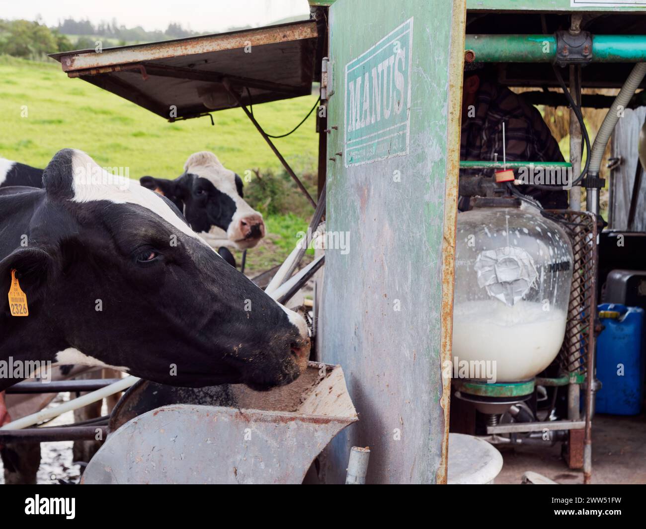 Process of milking the cows. Dairy cow milking, milking routines Stock ...
