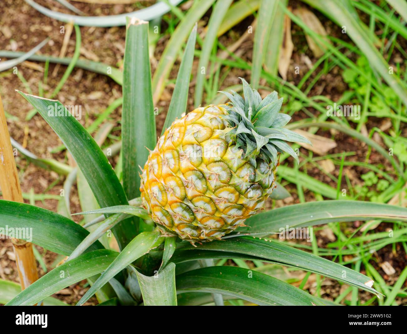 Pineapple plantation, greenhouse in São Miguel Island in the Azores ...