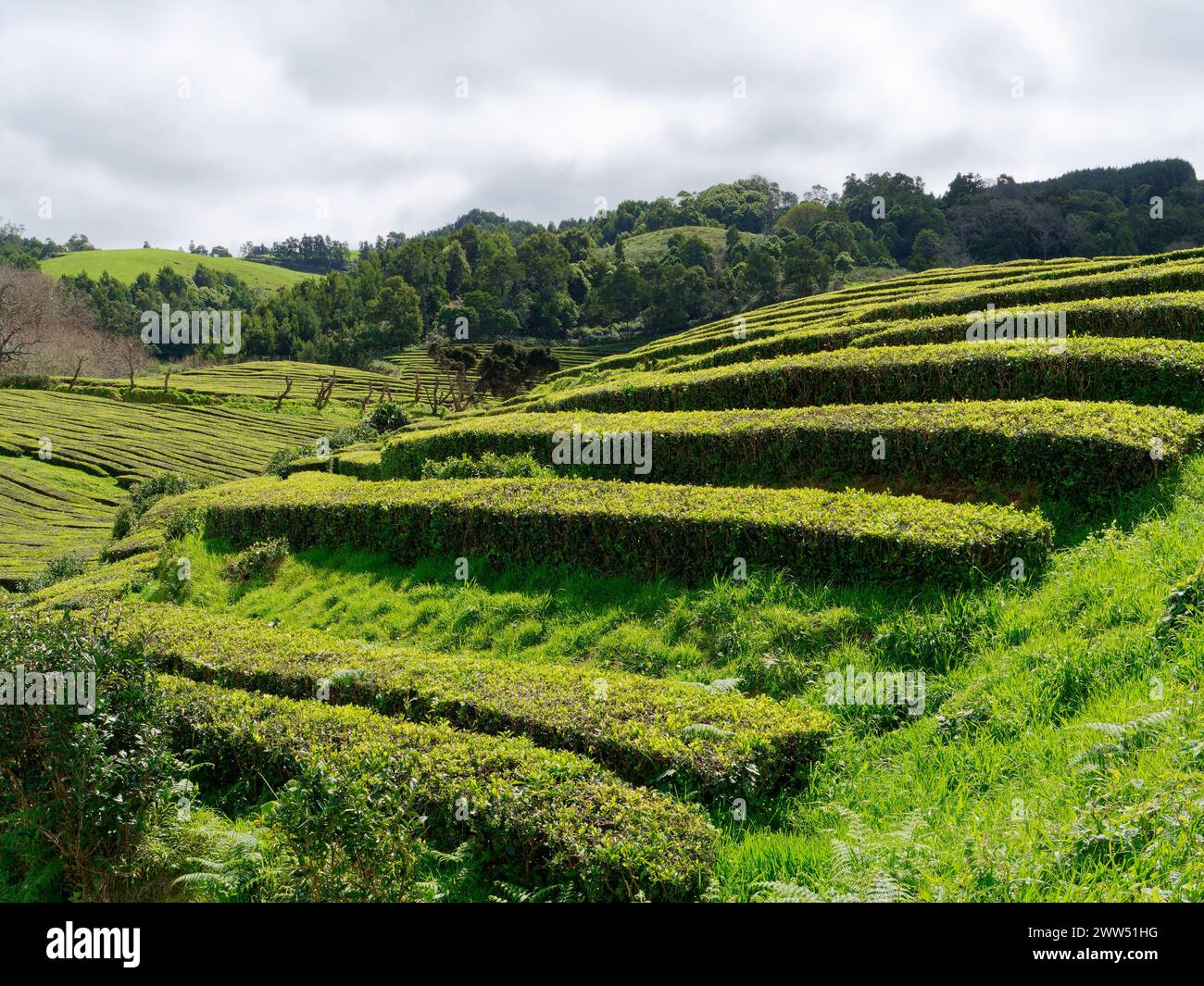 Lush green fields tea plantation in Gorreana Tea Factory on São Miguel ...