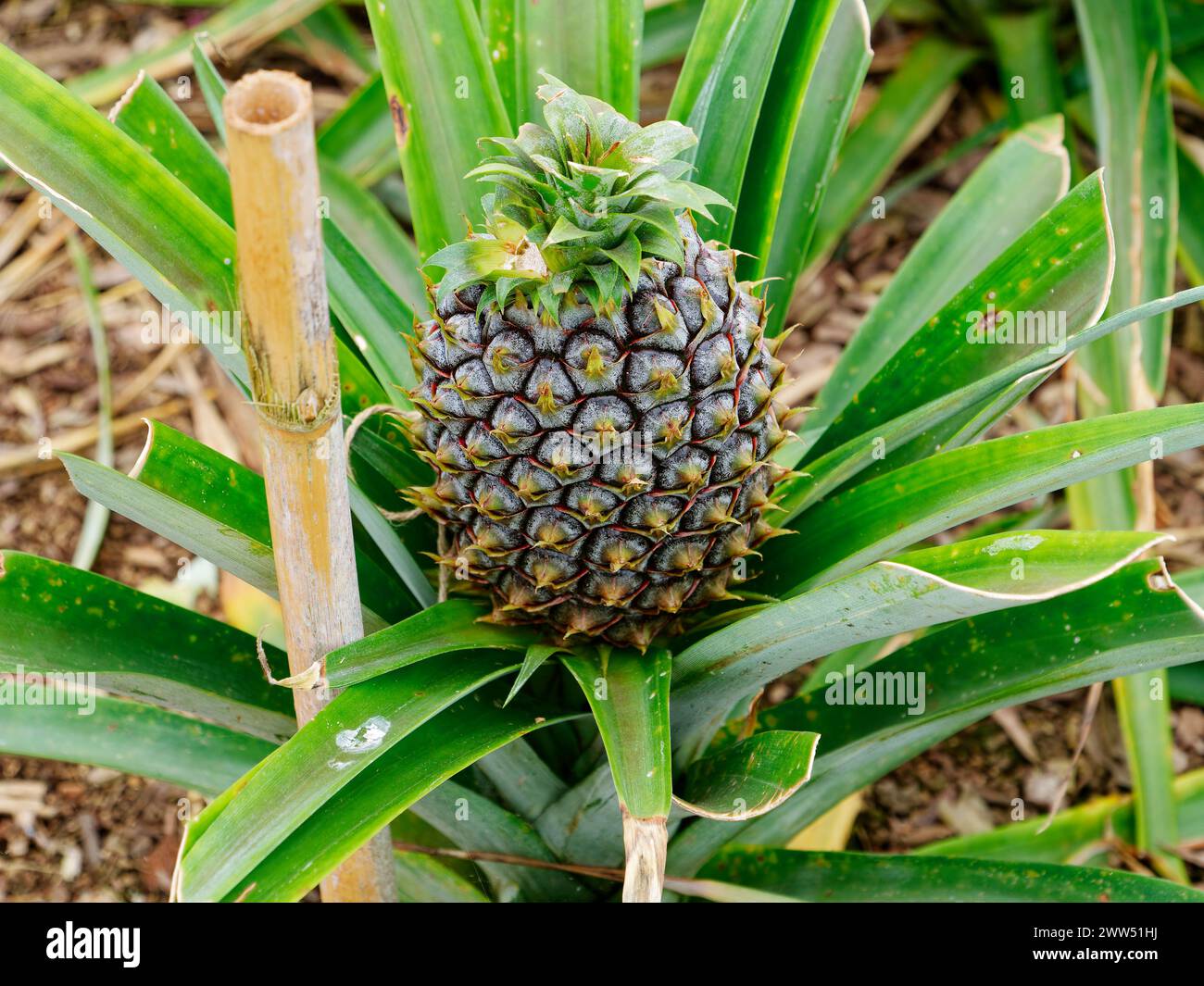 Pineapple plantation, greenhouse in São Miguel Island in the Azores ...