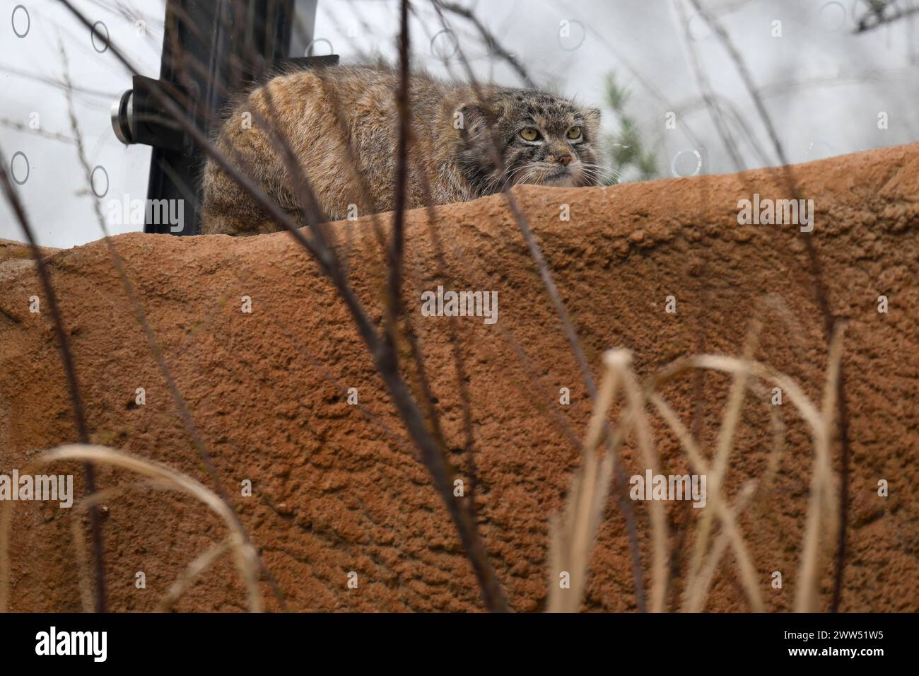 Prague, Czech Republic. 21st Mar, 2024. Pallas cat at new Gobi ...
