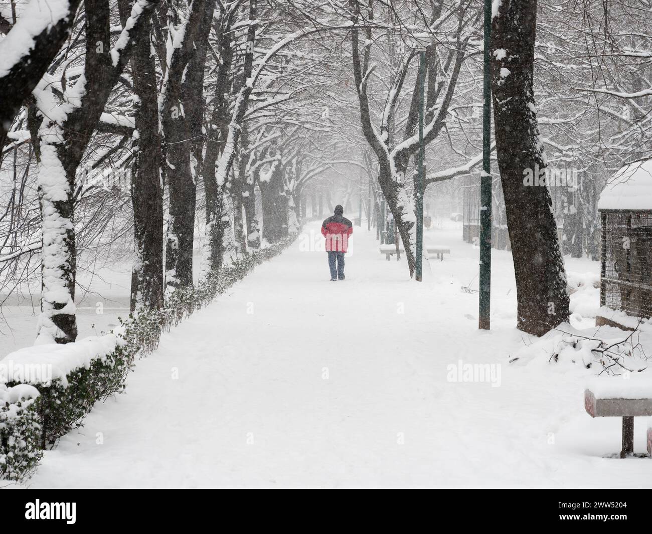 Heavy snowfall in the city. People walking in the streets. Trees and ...