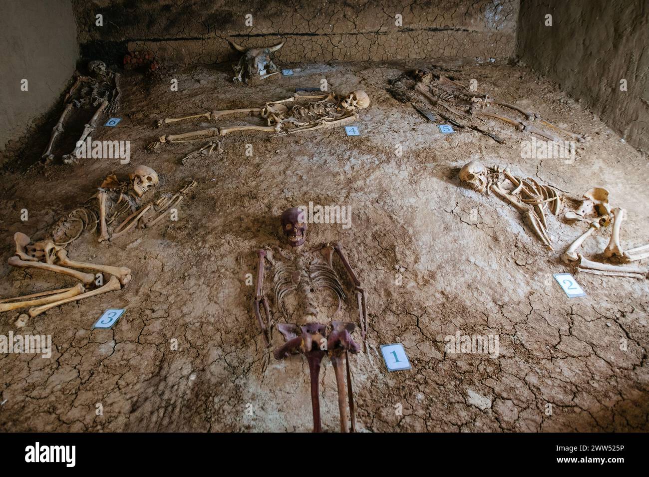 Old human skeletons in ancient tomb at archaeological excavation Stock ...