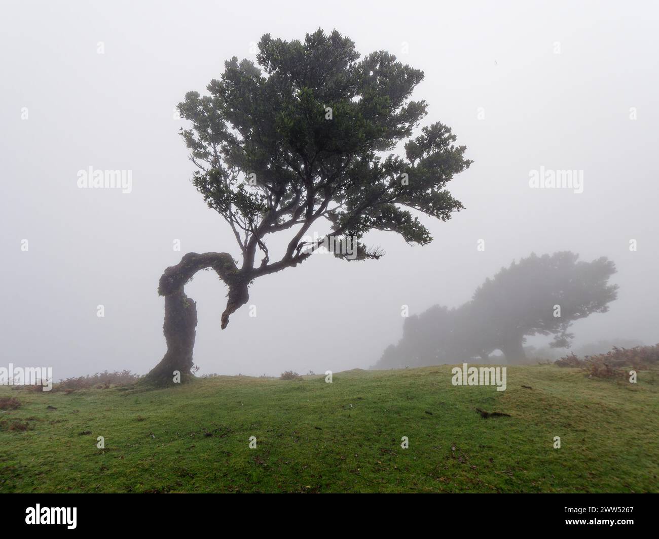 Magical foggy forest and laurel trees with unusual shapes caused by ...