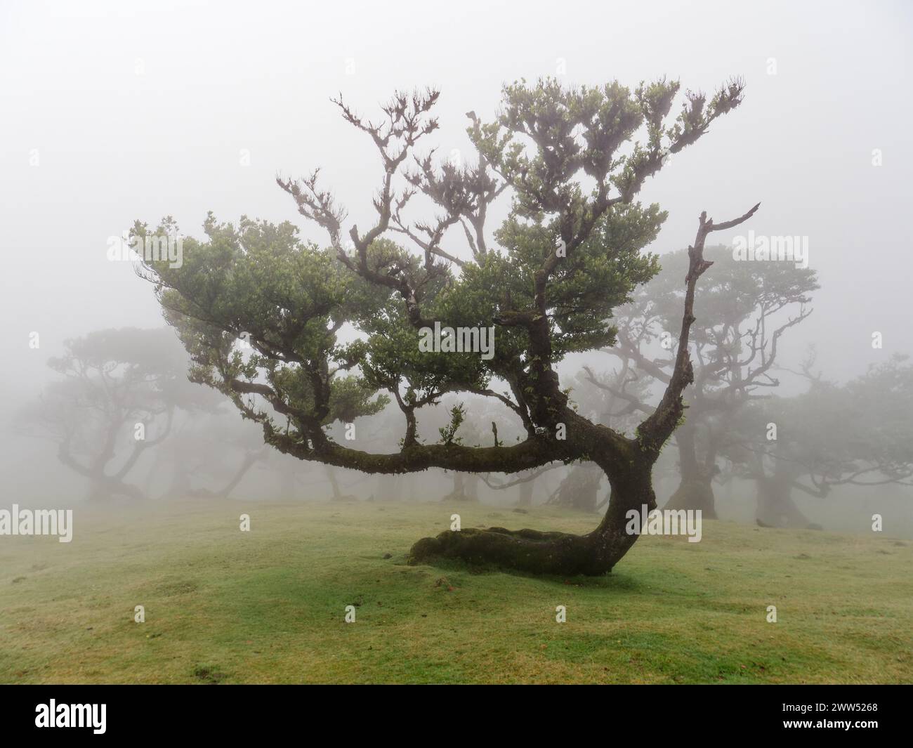 Magical foggy forest and laurel trees with unusual shapes caused by ...