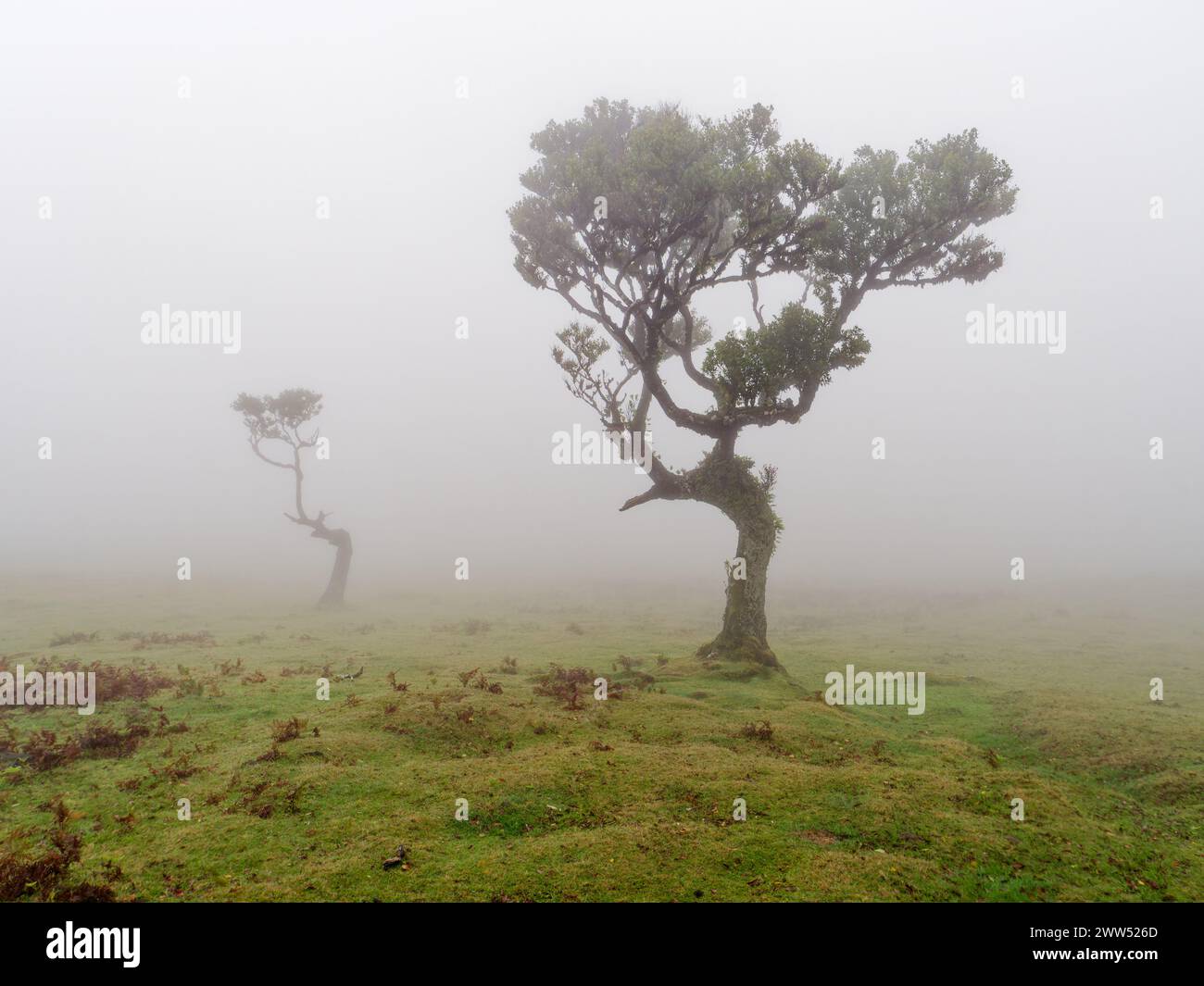 Magical foggy forest and laurel trees with unusual shapes caused by ...